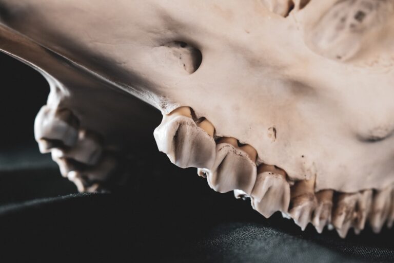 Bronze Gear Tooth Cutting: Ancient Methods
